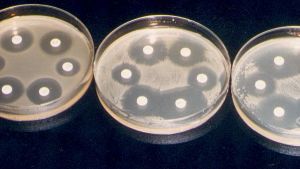 NEU "Resistenztestung - Interpretation der Ergebnisse und Anwendung ...